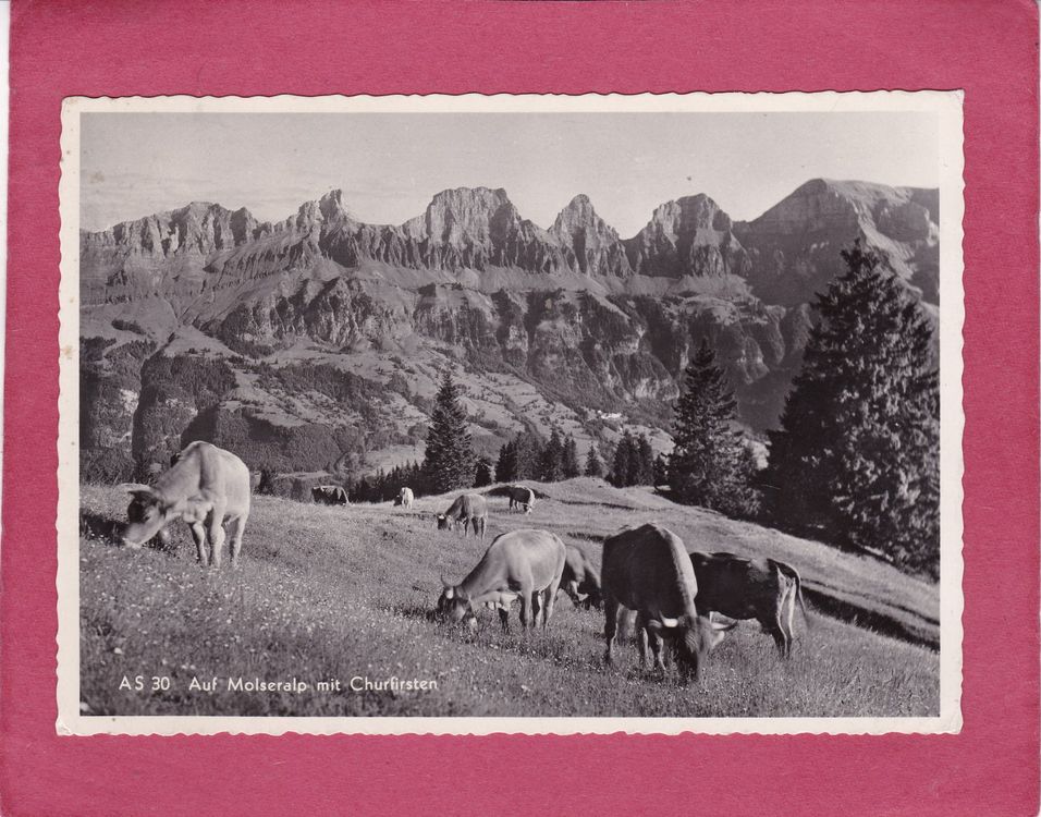Auf Molseralp mit Churfirsten Kühe 1949 | Kaufen auf Ricardo