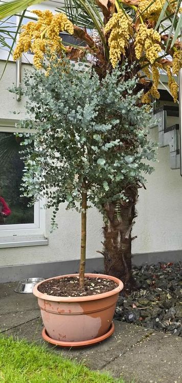 Grosser Baum Im Topf Winterhart