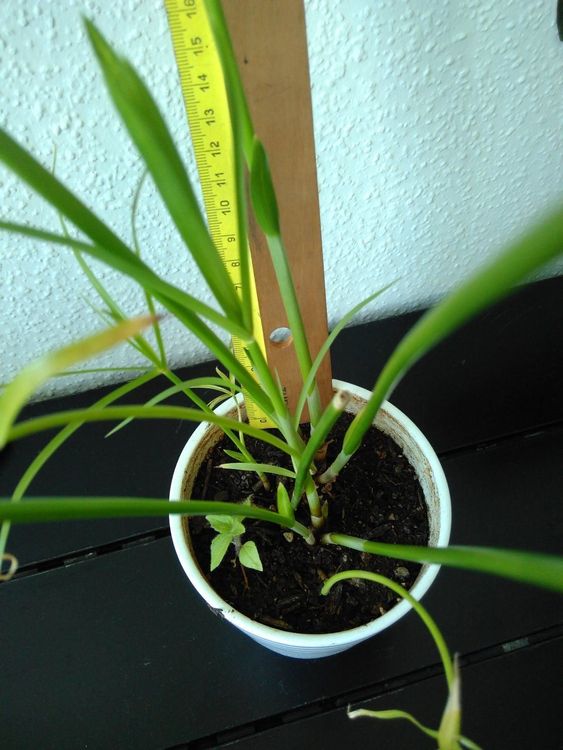 Zypergras (Cyperus alternifolius) | Kaufen auf Ricardo