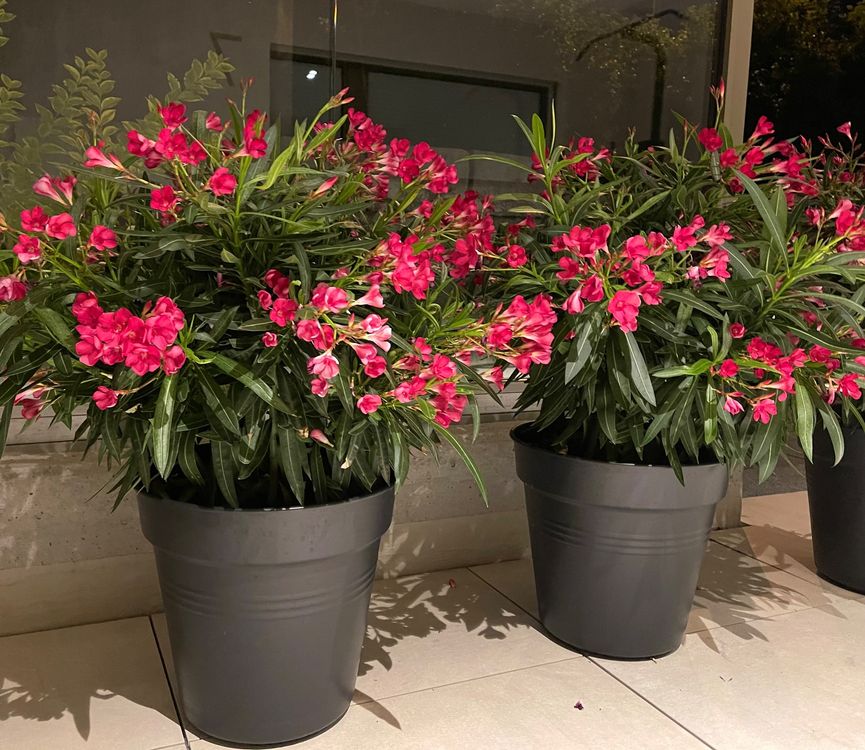 NERIUM OLEANDER. Set 3 Stück, je ca. 85-87cm. hoch (Gebraucht) in ...