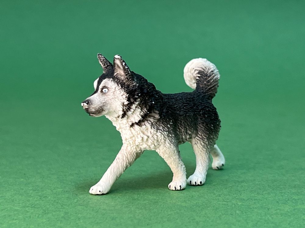Schleich 16835 Husky Hund (Gebraucht) in Ennetbaden für CHF 13 – mit Lieferung auf Ricardo kaufen