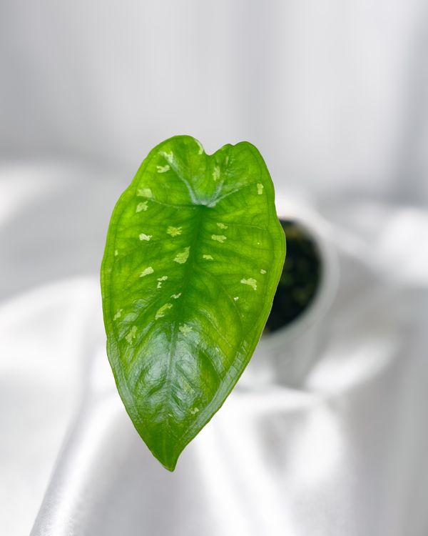 Alocasia Boyceana Shattered Glass (Neu (gemäss Beschreibung)) in ...