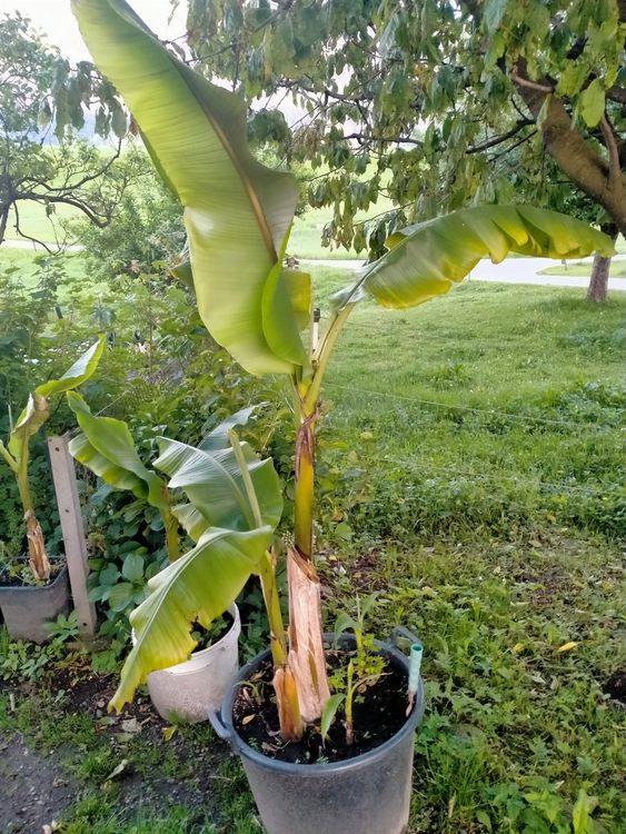 Japanische Faser Banane BananenBaum mit Topf H.ca. 150cm (1) (Gebraucht ...