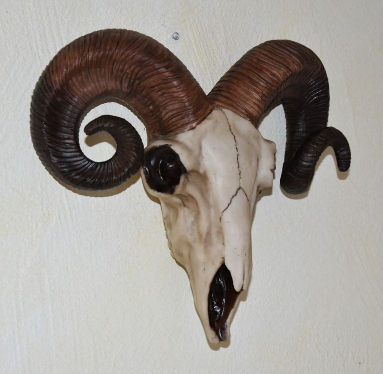 Widder Schädel (Neu und originalverpackt) in Menziken für CHF 66 – mit ...
