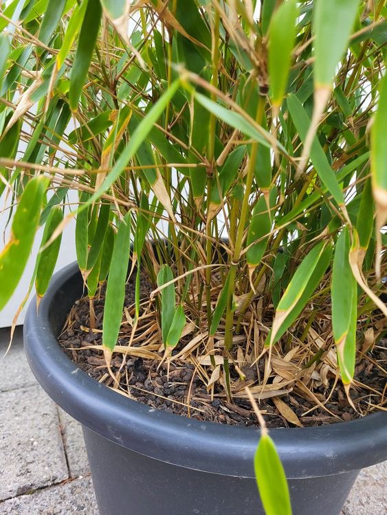 Bambus fargesia rufa, horstbildend 78 cm hoch (Gebraucht) in Buchs AG ...
