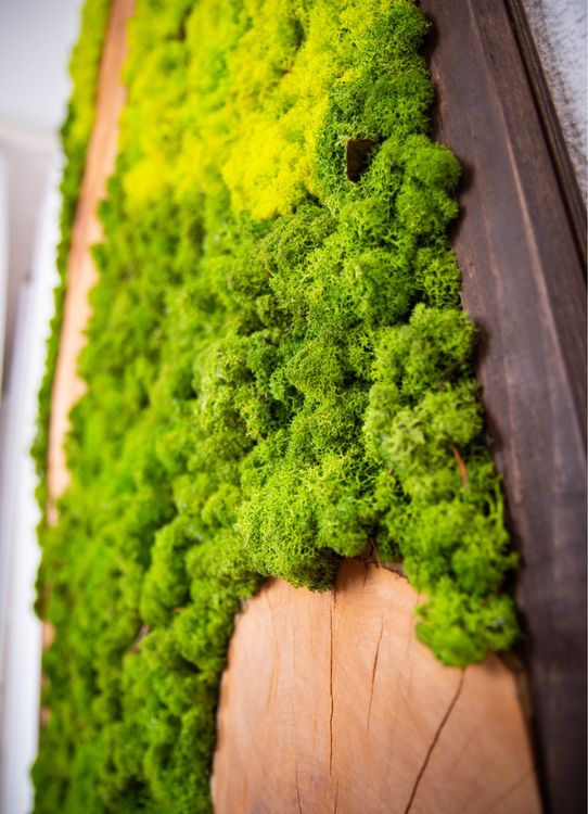 Einzigartige ECO Kunstwerk Moos und Holz | 120cm x 80cm (Neu (gemäss ...