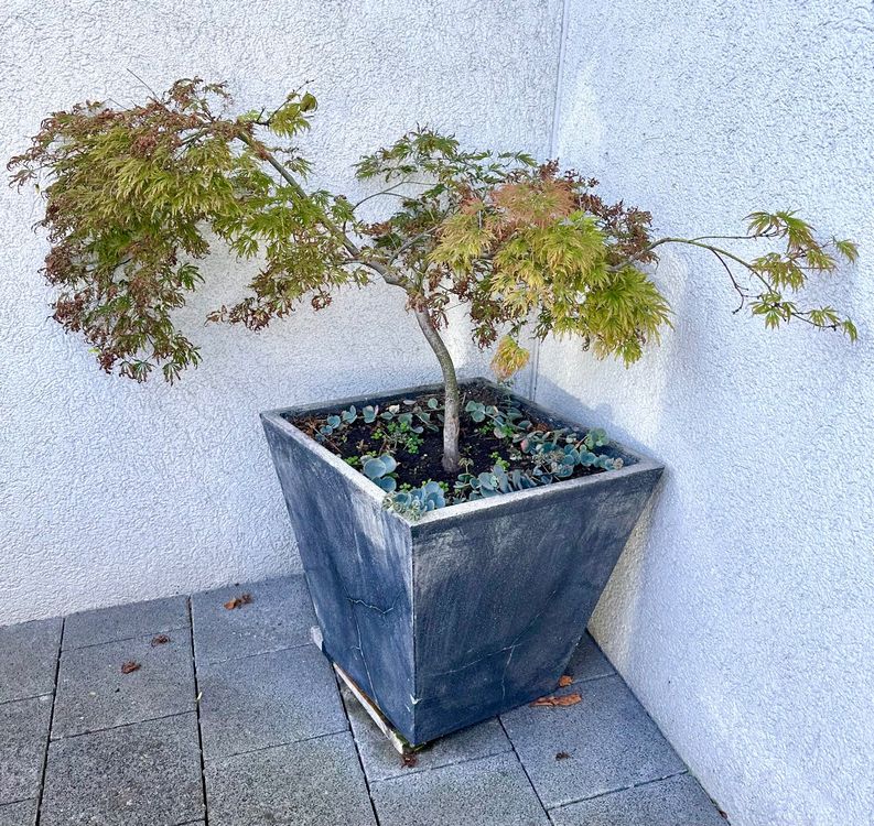 Kleiner Baum Topf