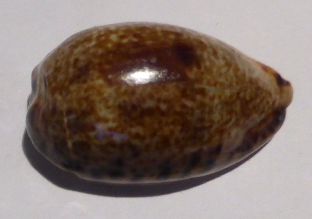 ERRONEA VREDENBURGI, SELTEN, SPEZIAL, (Neu (gemäss Beschreibung)) in Zürich für CHF 9 – mit ...