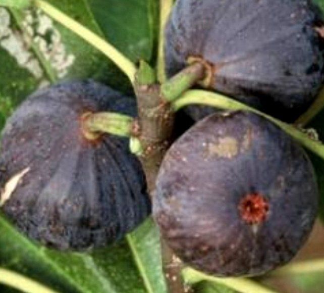 XXL (150 cm) Echte Feigenbaum" FICUS CARICA" Früchte: BLAU (Neu und originalverpackt) in Rovio ...