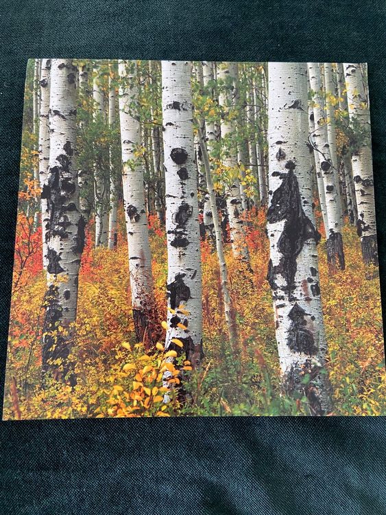 AK Birken Karte ungelaufen Birkenwald (Neu (gemäss Beschreibung)) in Luzern für CHF 2 – mit ...