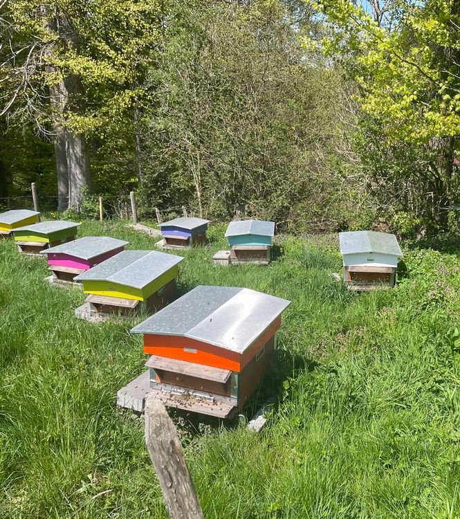 Ruches Rithner Dadant 12cadres, fabrication Suisse (Gebraucht) in Treyvaux für CHF 390 – nur ...