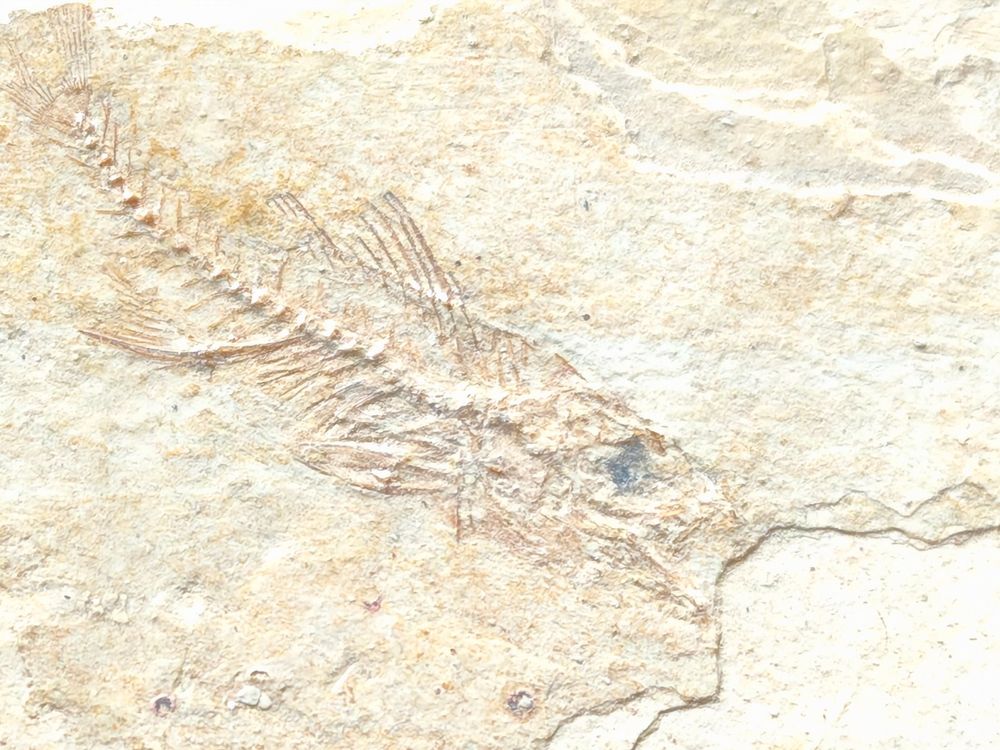 Fossil Fisch - Versteinerung aus der Urzeit (Gebraucht) in Fruthwilen ...