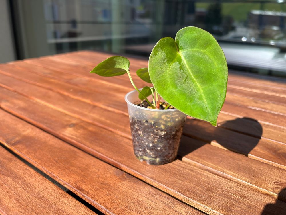 Anthurium pap. „Blue“ OG X pap. x dres. „Australian Form“ | Kaufen auf ...