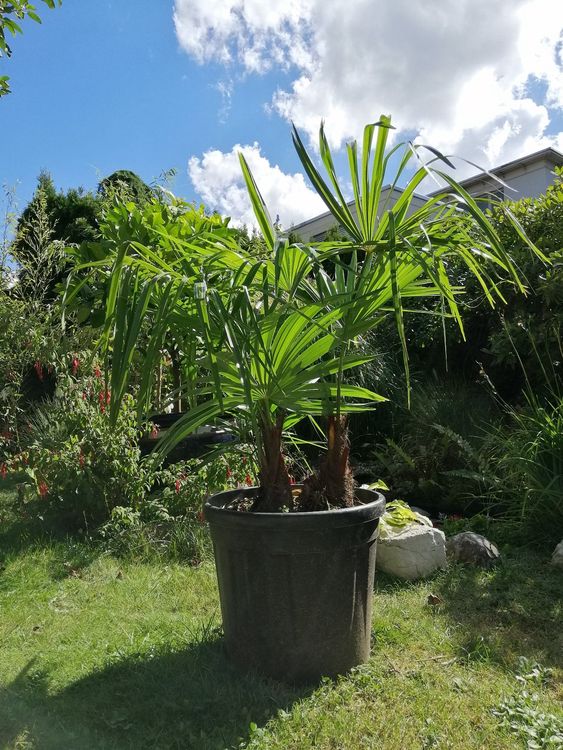 Sehr schöne Tessiner Palme | Kaufen auf Ricardo