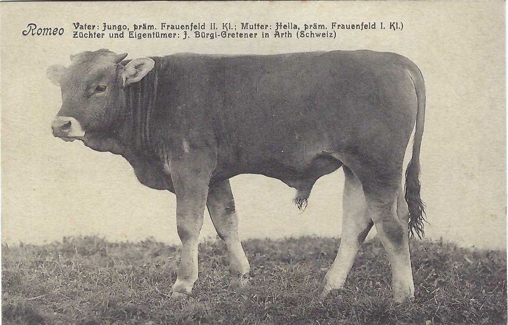 Stier Romeo, Züchter Bürgi - Gretener, Arth SZ (Gebraucht) in Bürglen ...