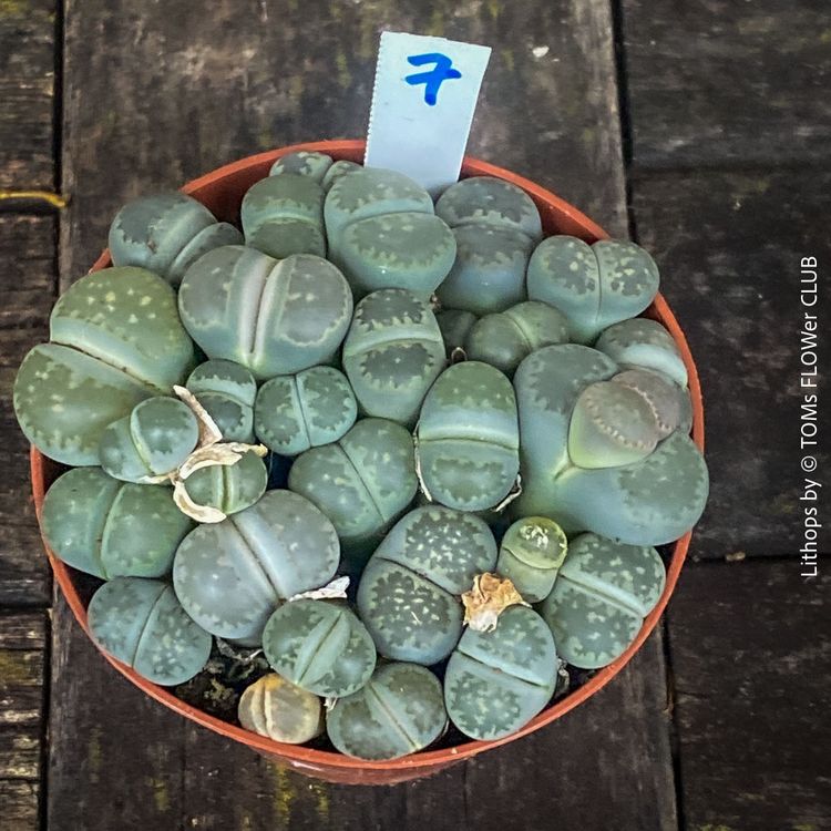Lithops - lebende Steine aus dem südlichen Afrika (Neu und ...