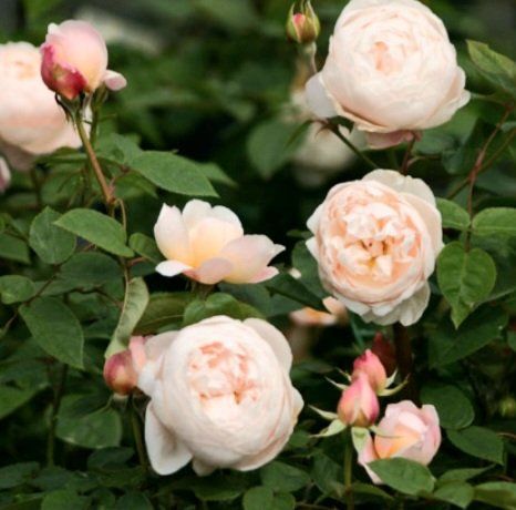 1 stk Stiel der Rose "SANT CECILIA" . 20 cm + Wurzel. (Neu und ...