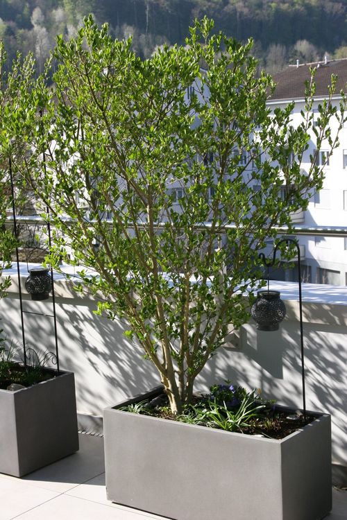Hecke 150 Cm Hoch