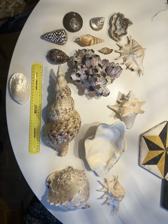 Muschel Sammlung: Tritonhorn, Koralle, usw. (Gebraucht) in Zürich für ...