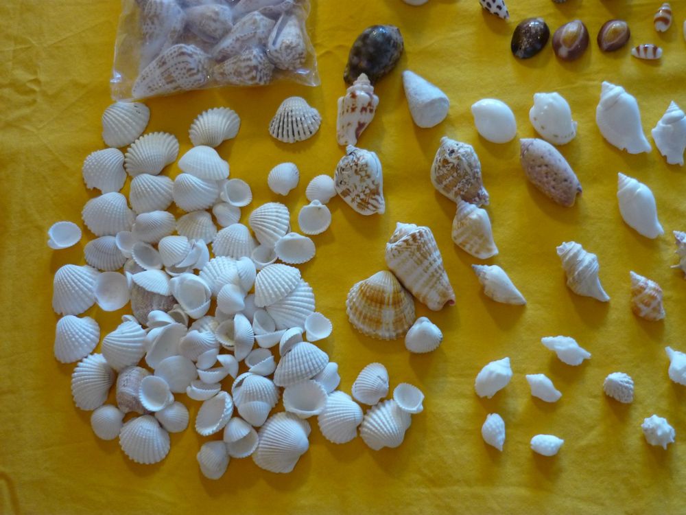 Grosse und kleine Muscheln als Deko oder zum Basteln (Gebraucht) in ...