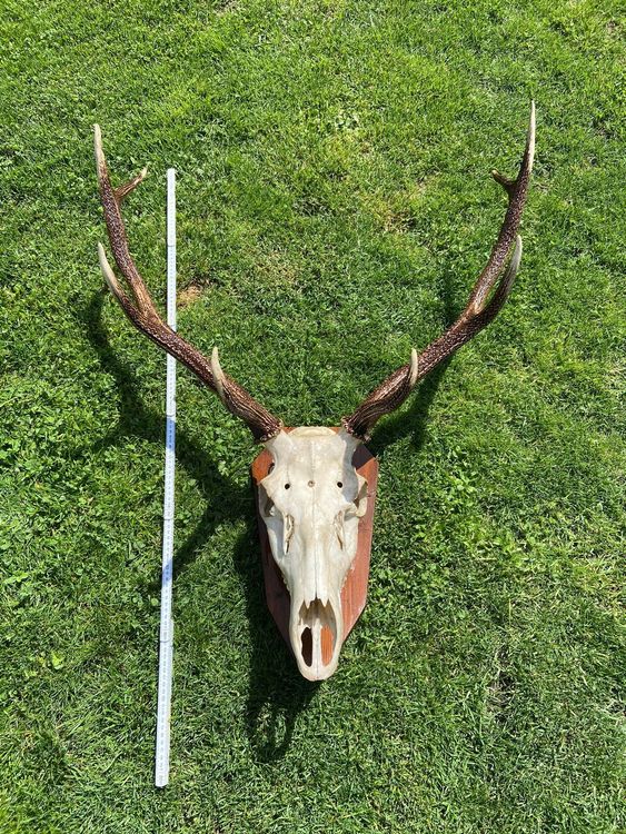 Hirsch Geweih Kaufen