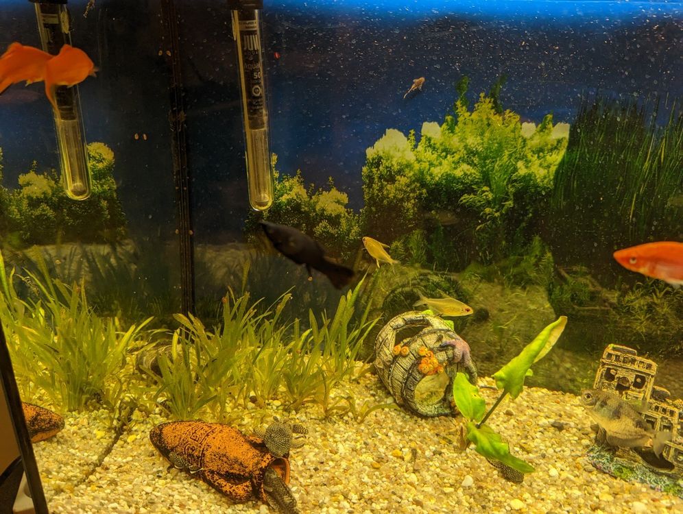 Juwell Rio 125 Komplett mit Fische, Zubehör und Möbel (Gebraucht) in ...