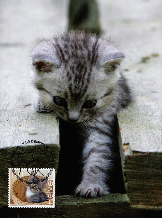 Maximumkarte Süsse Tiere - Katze (Neu (gemäss Beschreibung)) in Dottikon für CHF 5 – mit ...