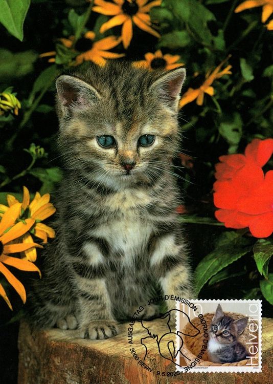 Maximumkarte Süsse Tiere - Katze (Neu (gemäss Beschreibung)) in Dottikon für CHF 4 – mit ...