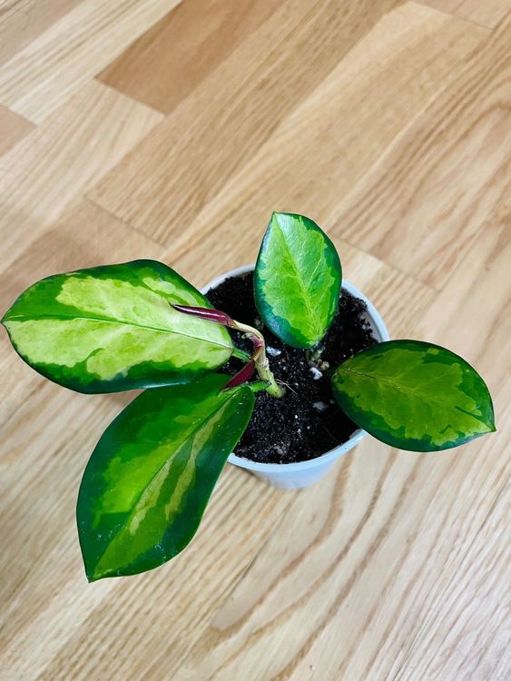 Hoya carnosa | Kaufen auf Ricardo