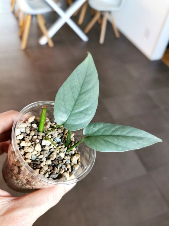 Philodendron Cebu Blue | Kaufen auf Ricardo