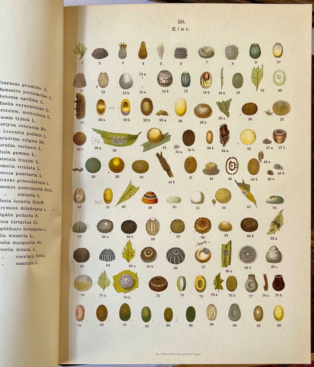 Arnold Spuler: Die Raupen und Schmetterlinge Europas 1908/10 | Kaufen ...