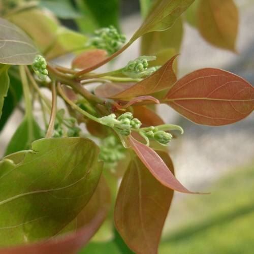 Arbre à camphre 25cm (Neuf (Voir description)) à Bremblens pour CHF 34 ...