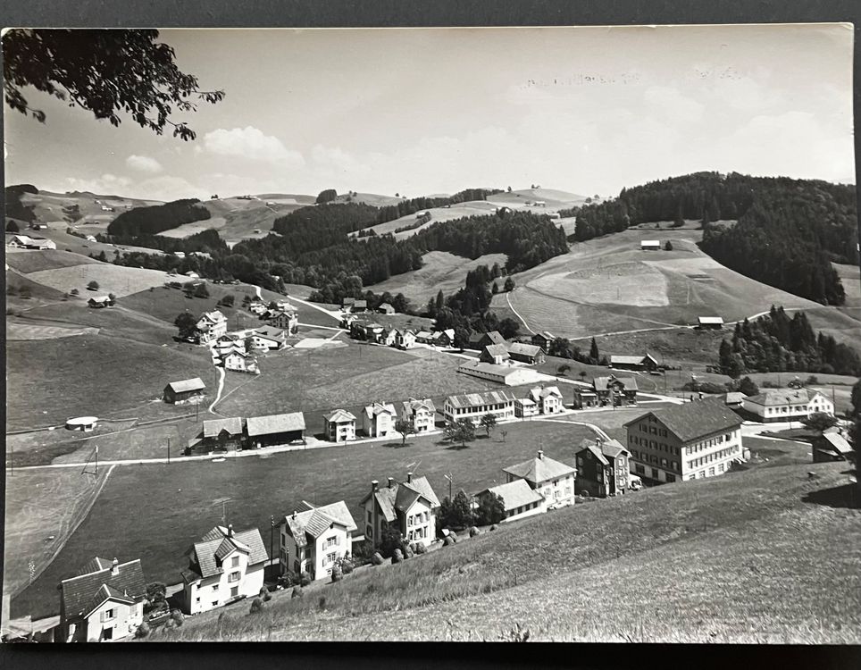 AK Dicken Toggenburg | Kaufen auf Ricardo