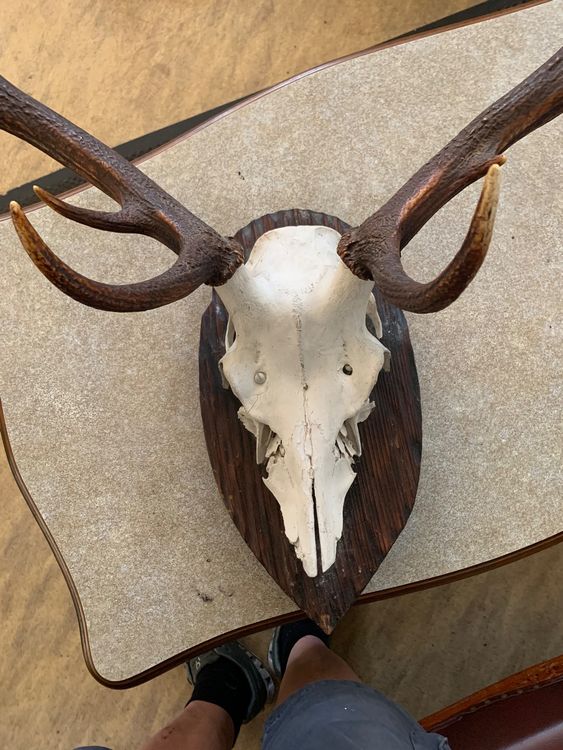 Hirschgeweih mit brett (Gebraucht) in für CHF 21 – mit Lieferung auf ...