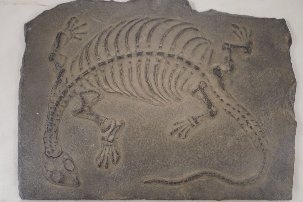 Keichousaurus Fossil aus der Trias-Zeit (MA306) (Gebraucht) in Basel ...