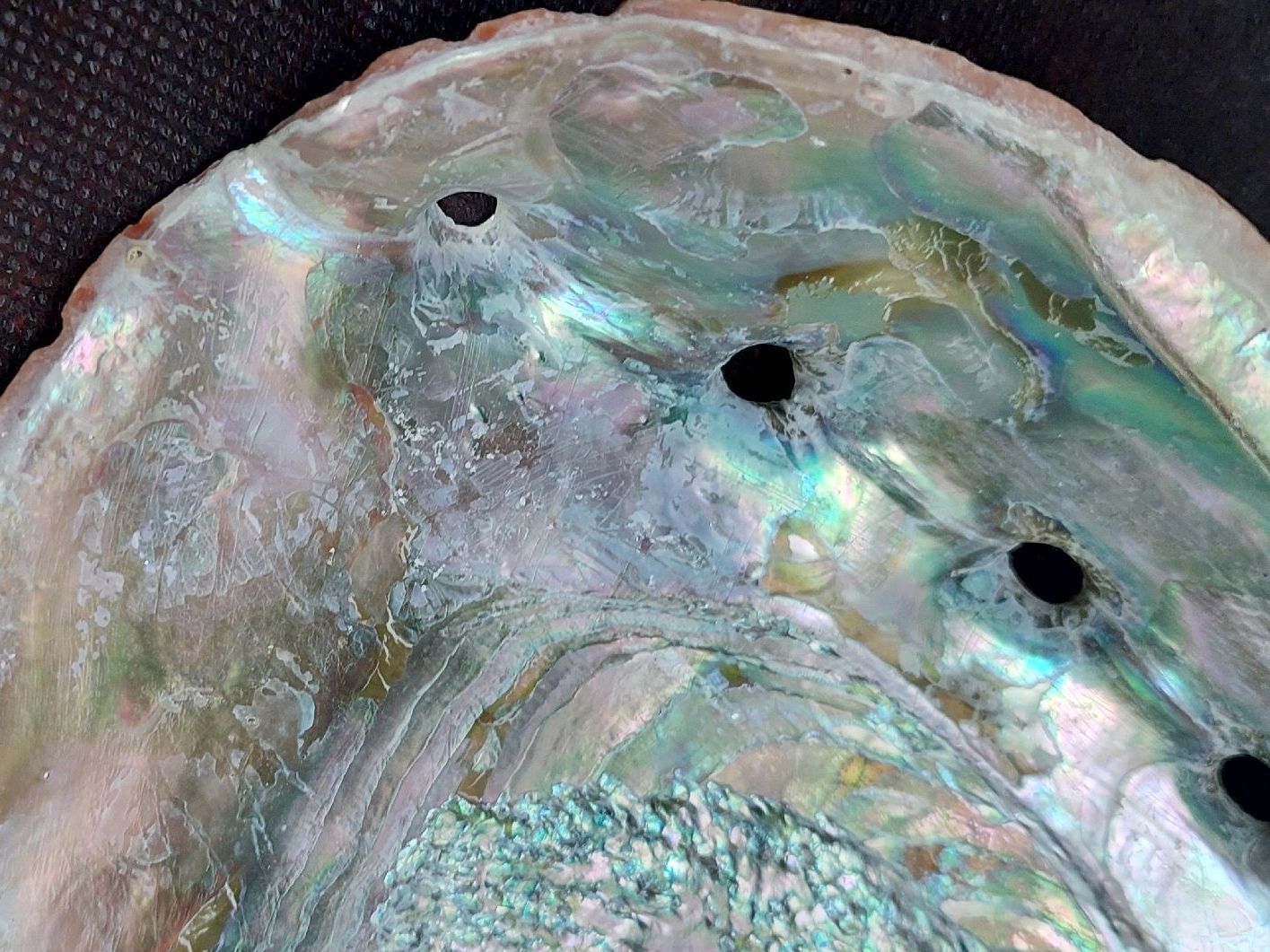 Robuste Riesen-Muschel ca. 20x15.5x5.5 cm / Gewicht: 403 gr. (Gebraucht ...