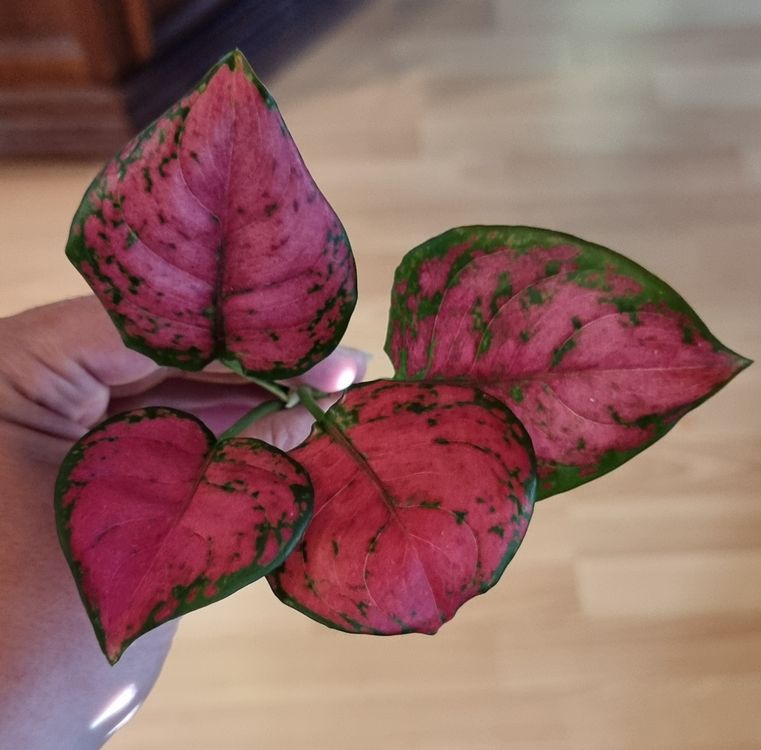 Aglaonema pink princess Steckling bewurzelt | Kaufen auf Ricardo