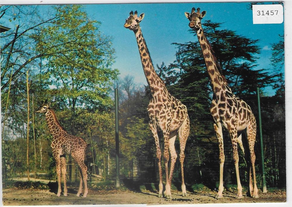 Zoologischer Garten Basel - Giraffen | Kaufen auf Ricardo