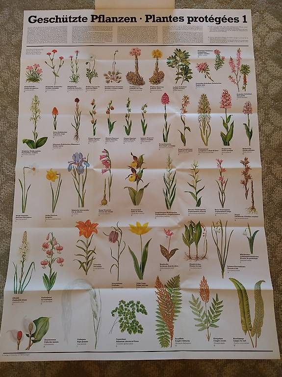 4 Riesenposter von MONDO: Geschützte Pflanzen 1+2, Pilze 1+2 (Neu (gemäss Beschreibung)) in ...