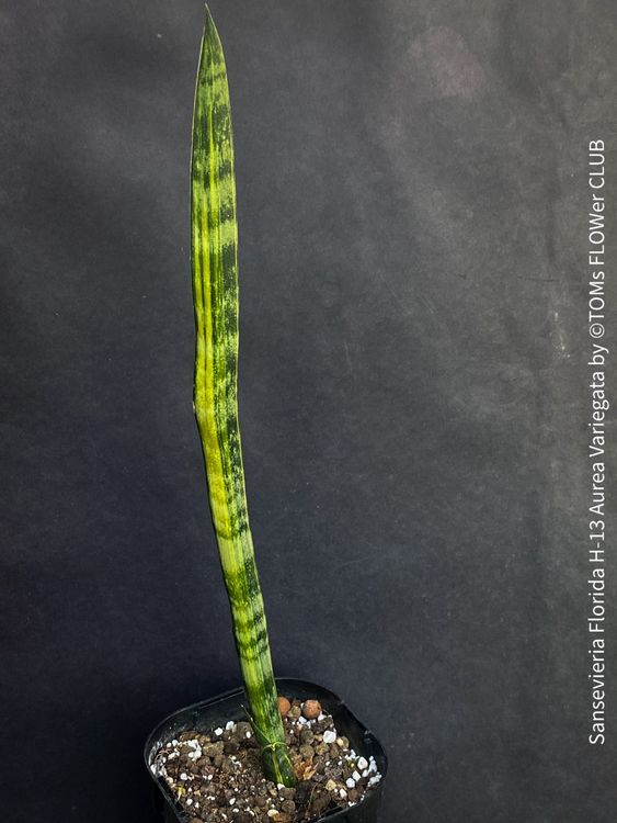 Sansevieria Florida H-13 Aurea Variegata (Neu (gemäss Beschreibung)) in ...