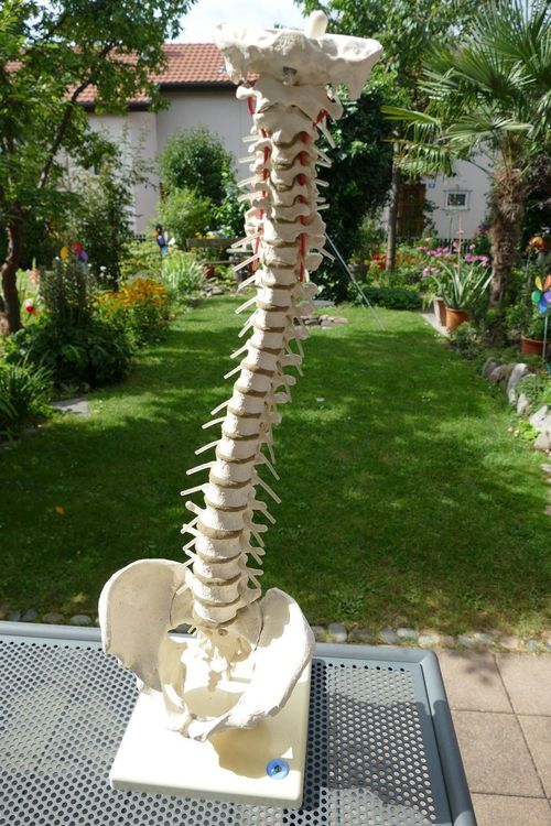 Anatomisches Modell Wirbelsäule Becken | Kaufen auf Ricardo