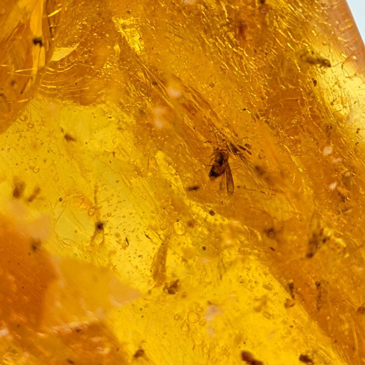 HONIGFARBENER KOPAL-BERNSTEIN mit MÜCKEN und INSEKTEN (Neu (gemäss Beschreibung)) in Balerna für ...