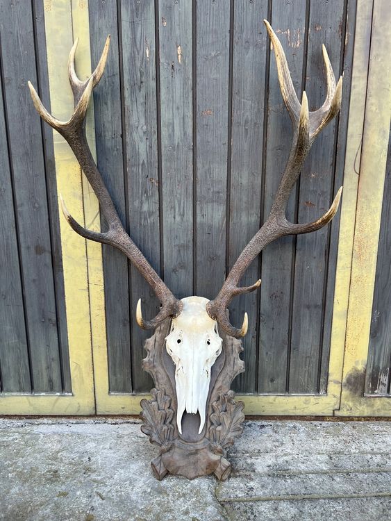 Hirsch Geweih Kaufen