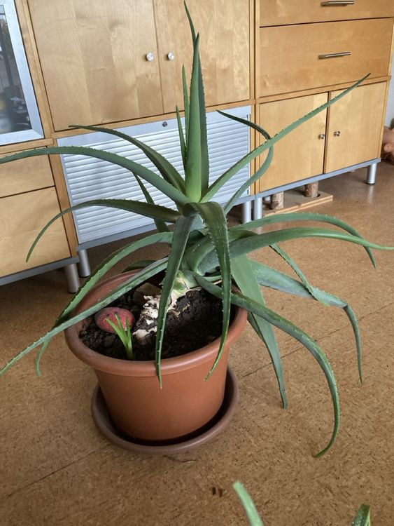 Aloe Vera Topfgrosse