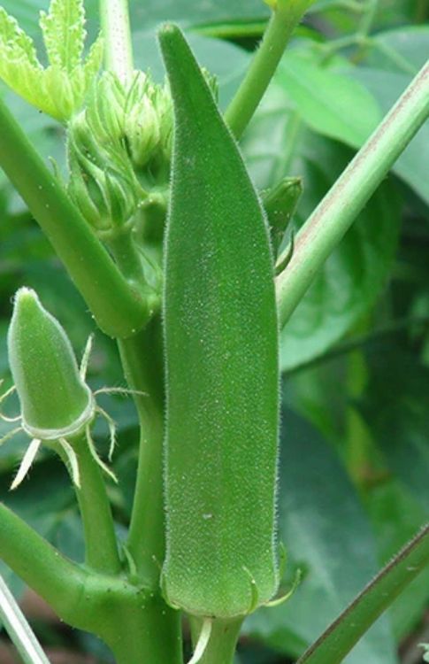 20 SAMEN OKRA GOMBO GOMBEAU GOMBAULT Afrika (Neu und originalverpackt ...