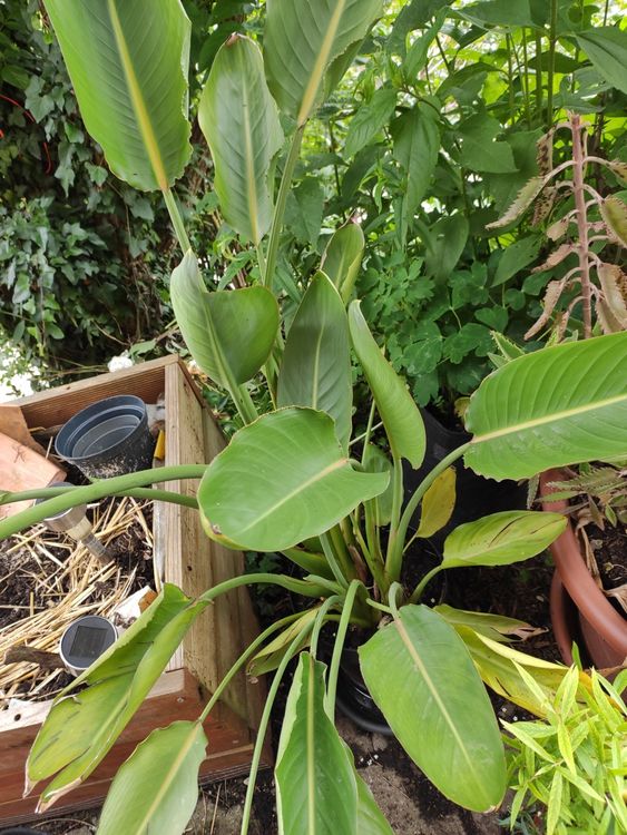 Strelitzie, Paradiesvogelblume | Kaufen auf Ricardo