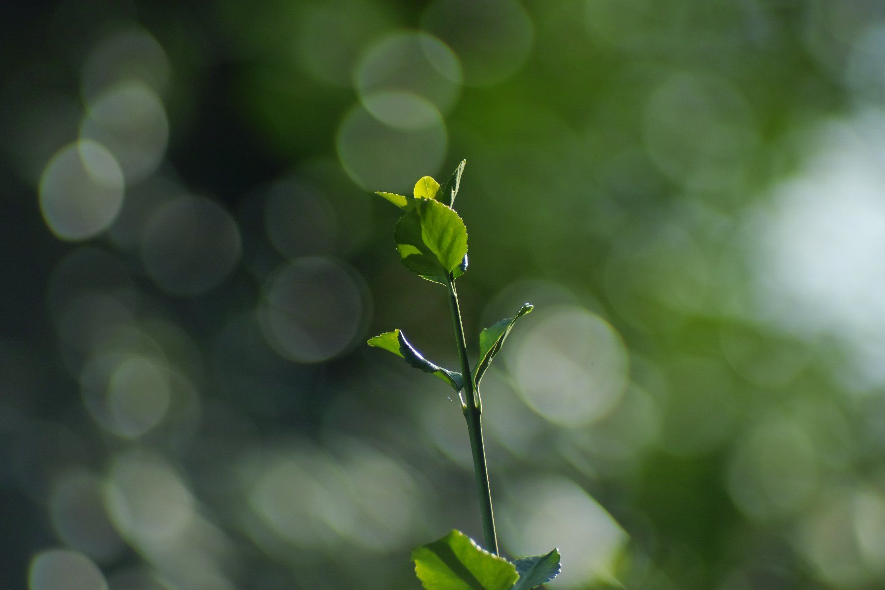 AusVerkauf Bokeh Pentacon 135mm F2.8 M42 15 Lamellen 517 #v2 (Neuf ...