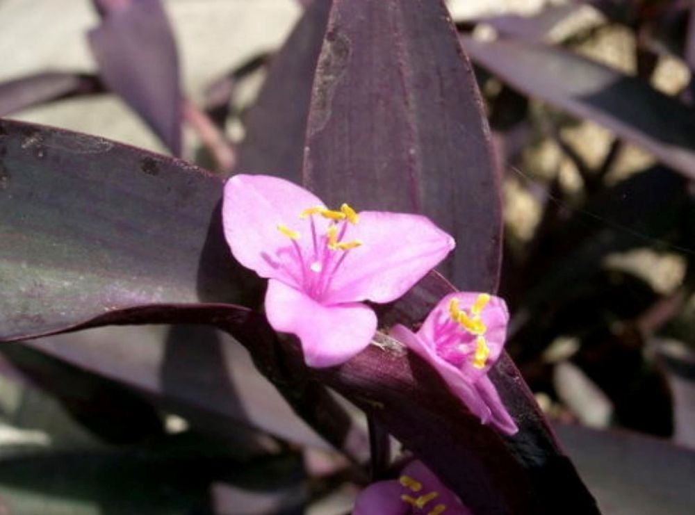 Tradescantia pallida /Rotblatt, jung | Acheter sur Ricardo