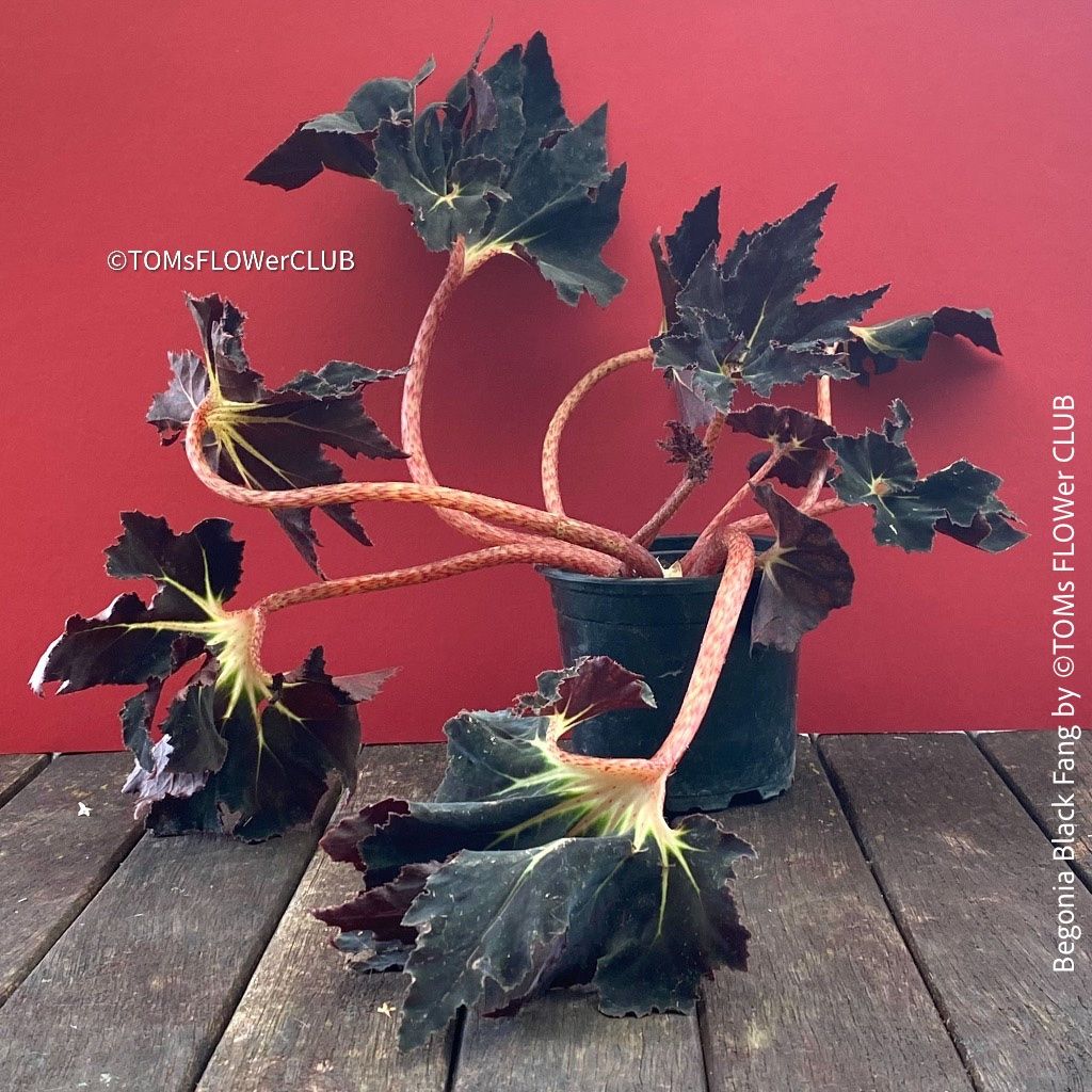 Begonia Black Fang - schwarze Begonien - Schönheit (Neu und ...
