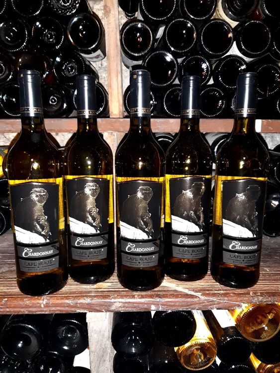 5 chardonnay cape root 2015 (Neu (gemäss Beschreibung)) in Le locle für ...